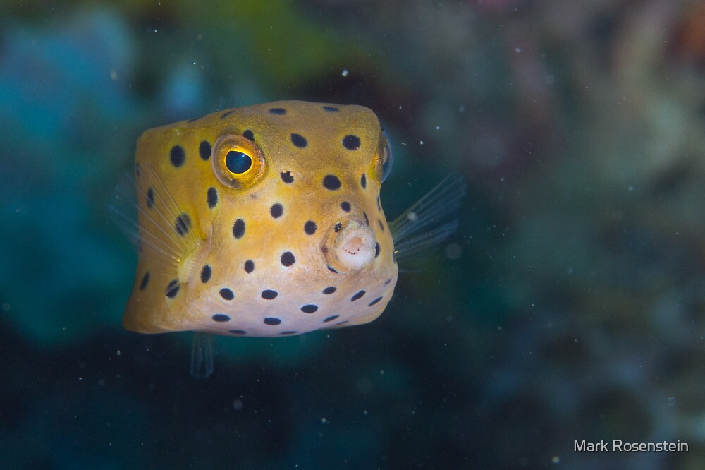 "Juvenile Yellow Boxfish" by Mark Rosenstein | Redbubble