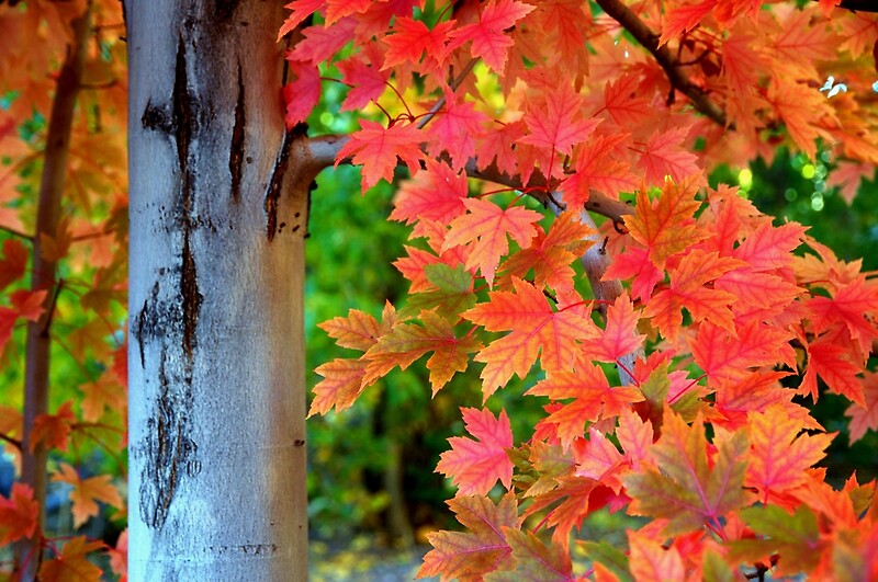 "Essence Of Fall" by K D Graves Photography | Redbubble