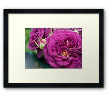 "Floribunda Rose 'Ebb Tide'" by Dency Kane | Redbubble