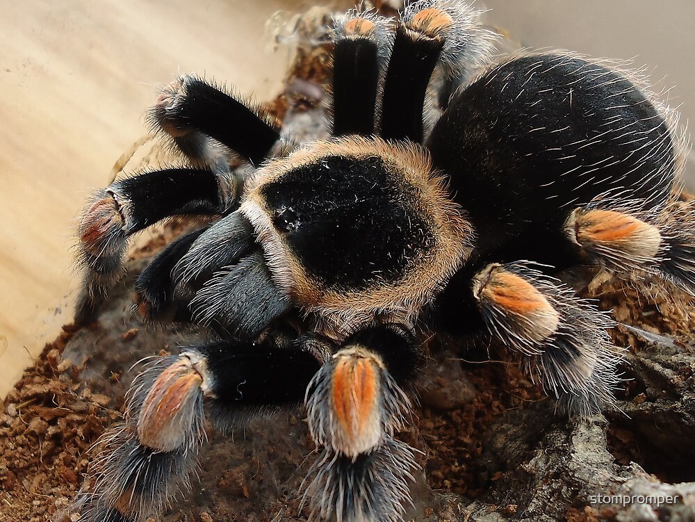 "mexican redknee tarantula" by stompromper | Redbubble