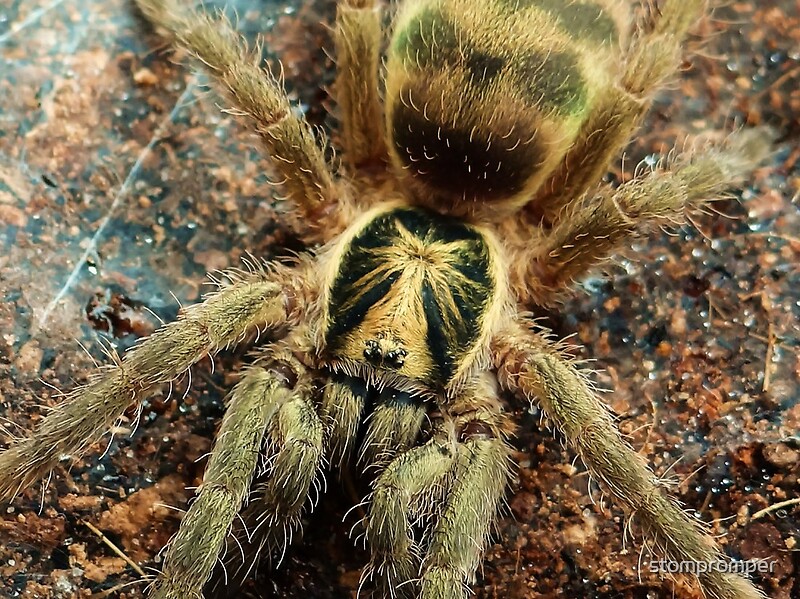 "trinidad olive tarantula" by stompromper | Redbubble