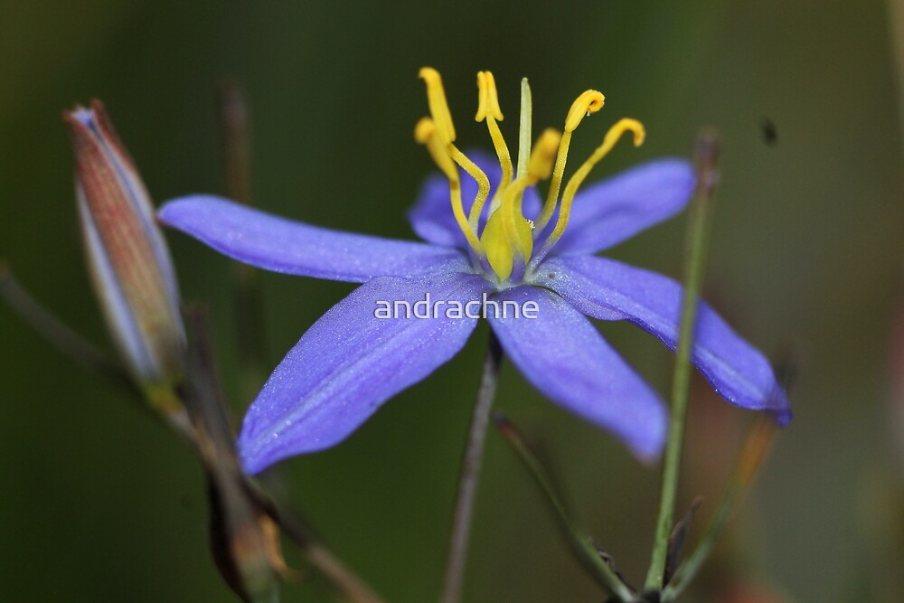 "Thelionema caespitosum" by andrachne | Redbubble