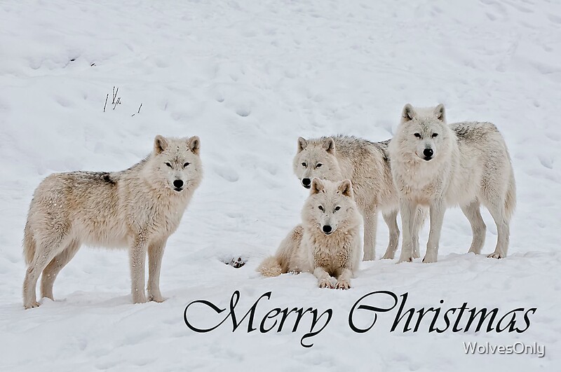 "Arctic Wolf Christmas Card English 2" by WolvesOnly | Redbubble