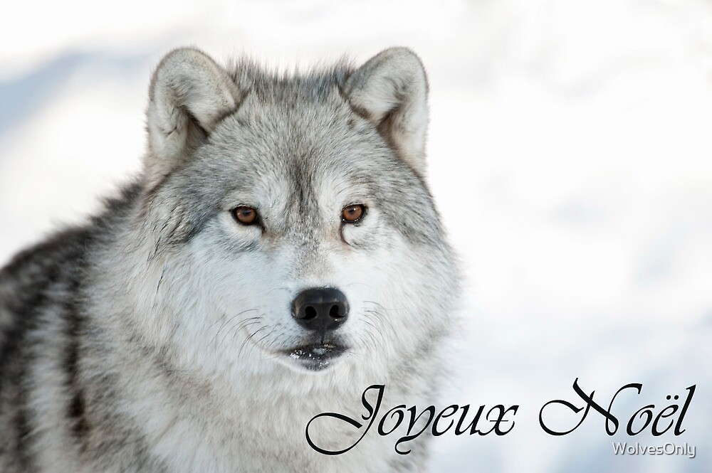 "Arctic Wolf Christmas Card French 5" by WolvesOnly | Redbubble