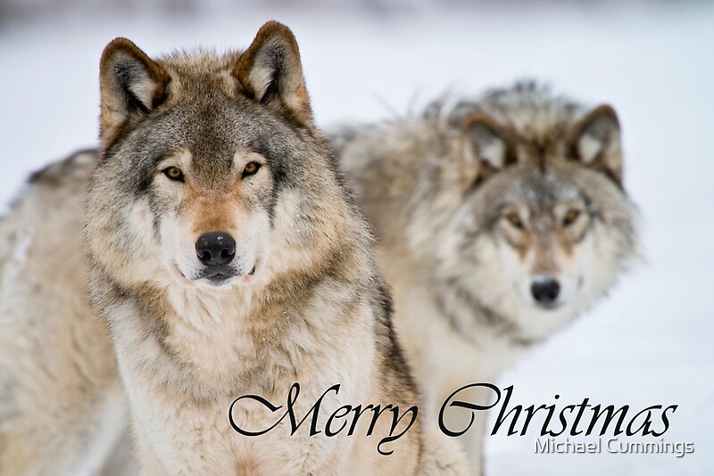"Timber Wolf Christmas Card 7" by Michael Cummings | Redbubble