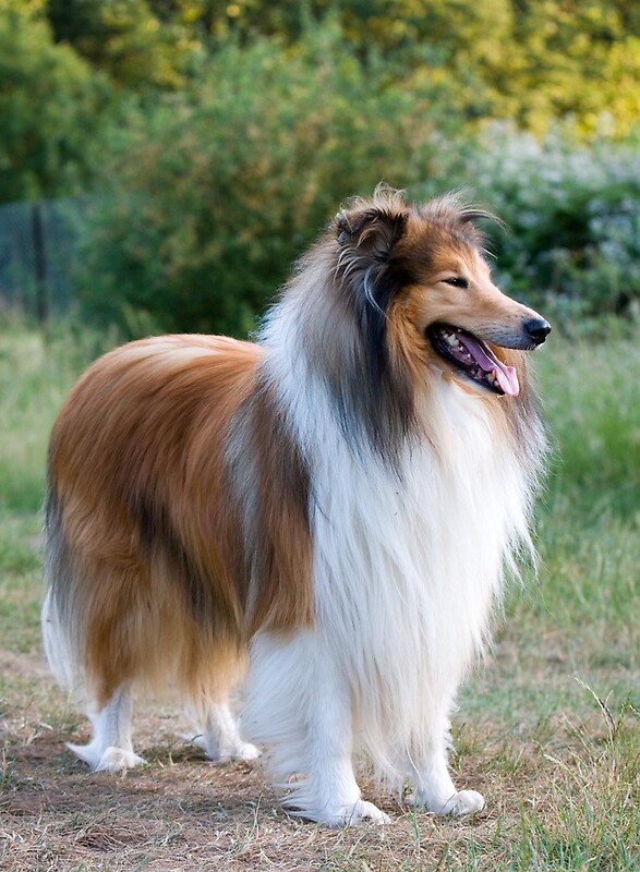 "Rough Collie Dog Greeting Card" by roughcollie5 | Redbubble