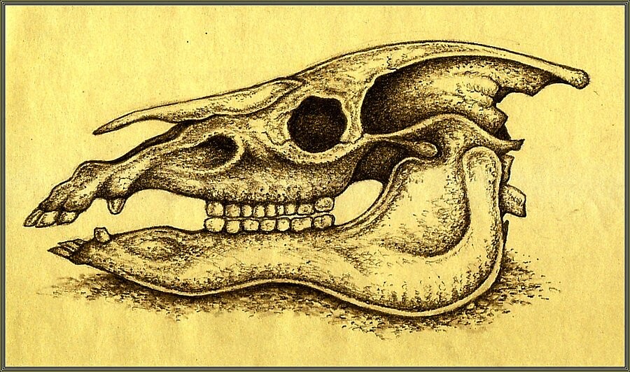 "'The Donkey Skull'" by Sean Phelan | Redbubble
