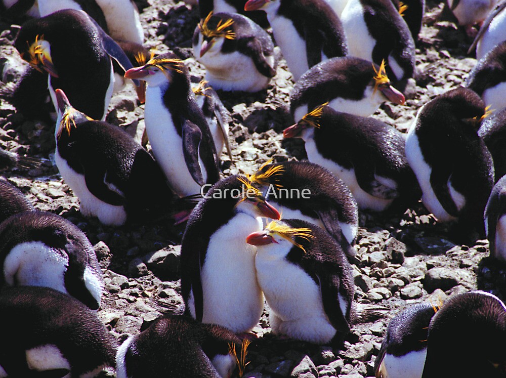 "Royal Penguins Nesting in the Rookery " by Carole-Anne | Redbubble