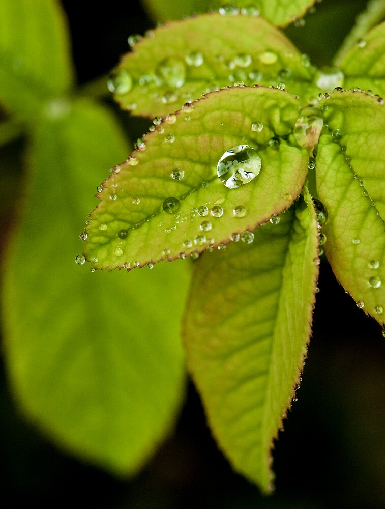 "Rose Leaf Raindrops" by Dency Kane | Redbubble