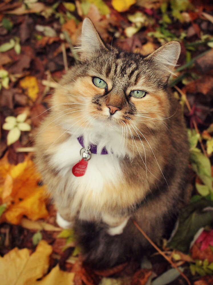 "Elsie-cat In Autumn " by meg price | Redbubble