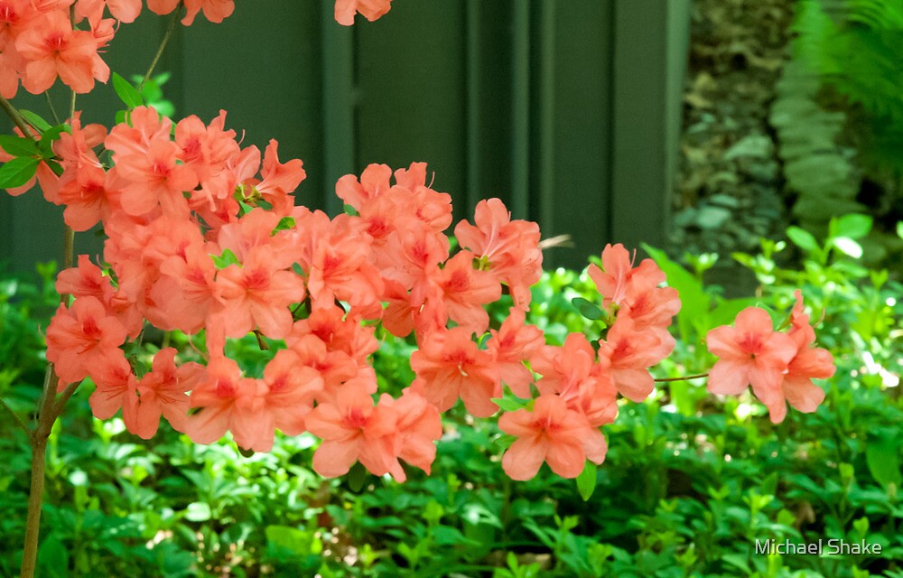 "Salmon Pink Azalea Flowers" by Michael Shake | Redbubble