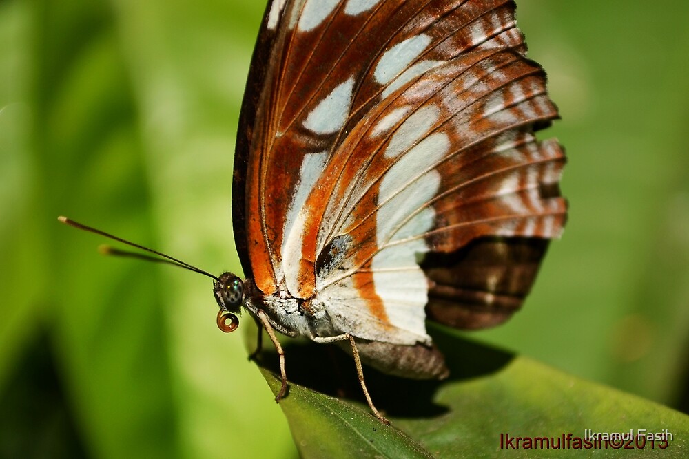 "Coiled Proboscis" by Ikramul Fasih | Redbubble