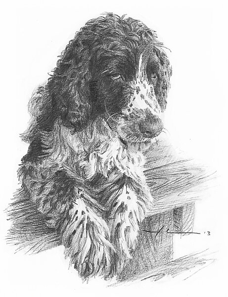 "Springer spaniel drawing" by mike theuer | Redbubble