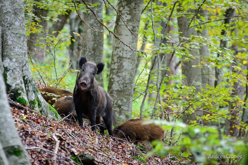 "Cinghiale, Parco Nazionale delle Foreste Casentinesi, Tuscany, Italy ...