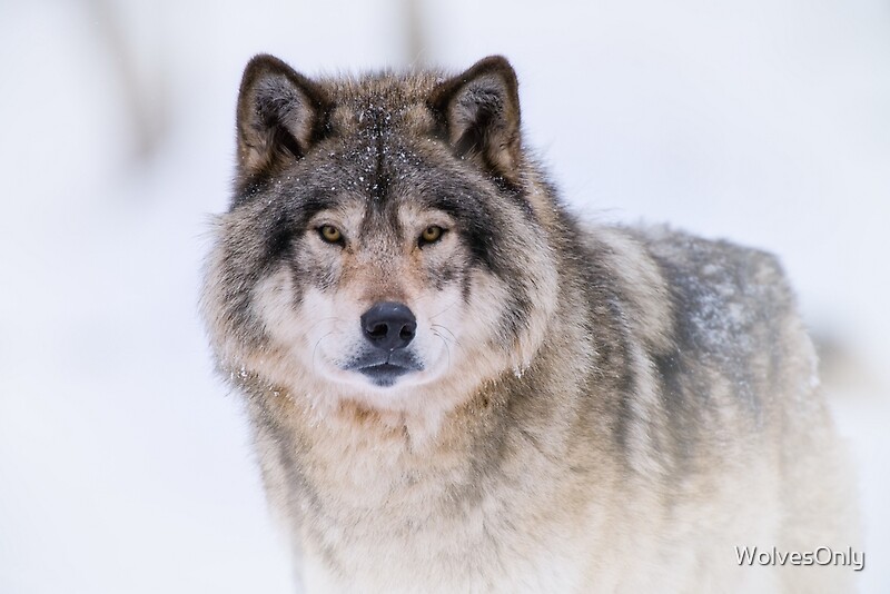 "Timber Wolf" by WolvesOnly | Redbubble