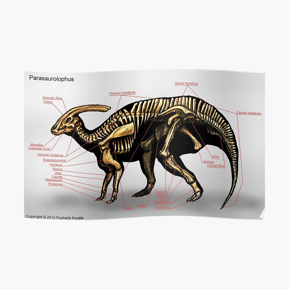 "Parasaurolophus Skeleton Study" Poster by Thedragonofdoom | Redbubble
