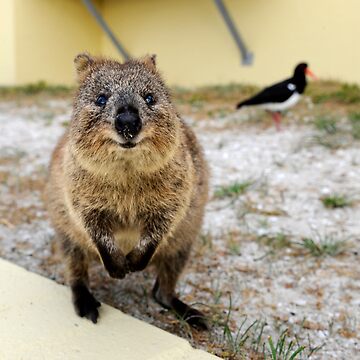 "Smiling Quokka" Poster for Sale by Colin White | Redbubble