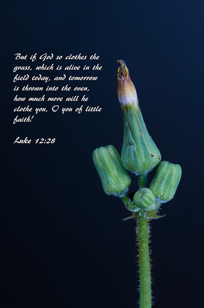 "Dandelion, Luke 12:28" by Dave van der Wal | Redbubble