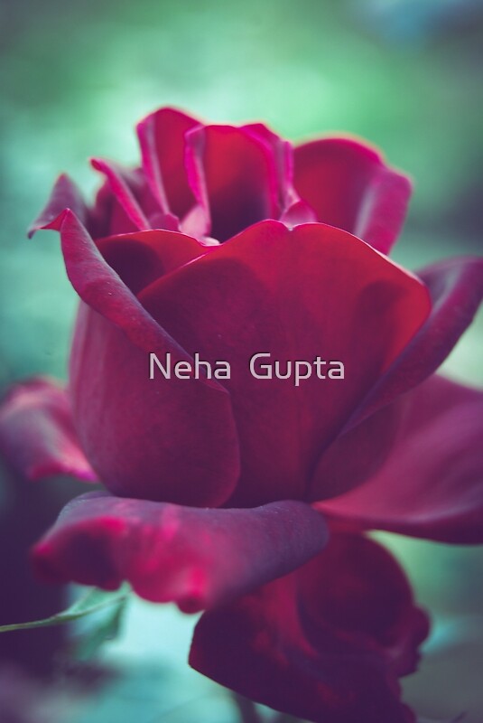"Red Rose" by Neha Gupta | Redbubble