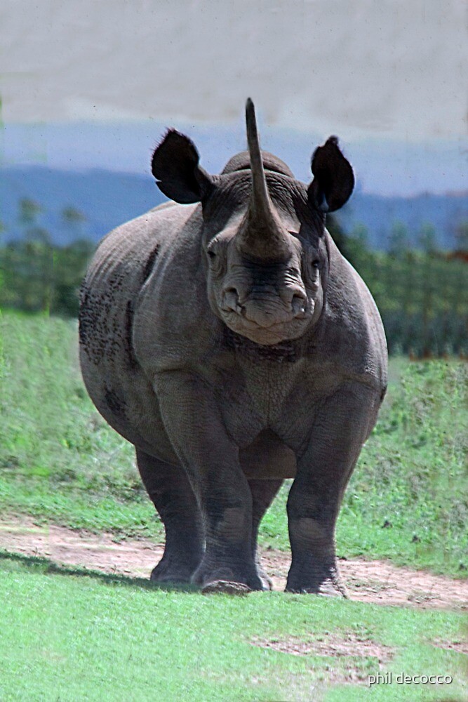 "Hook Lipped Black Rhino" by phil decocco | Redbubble