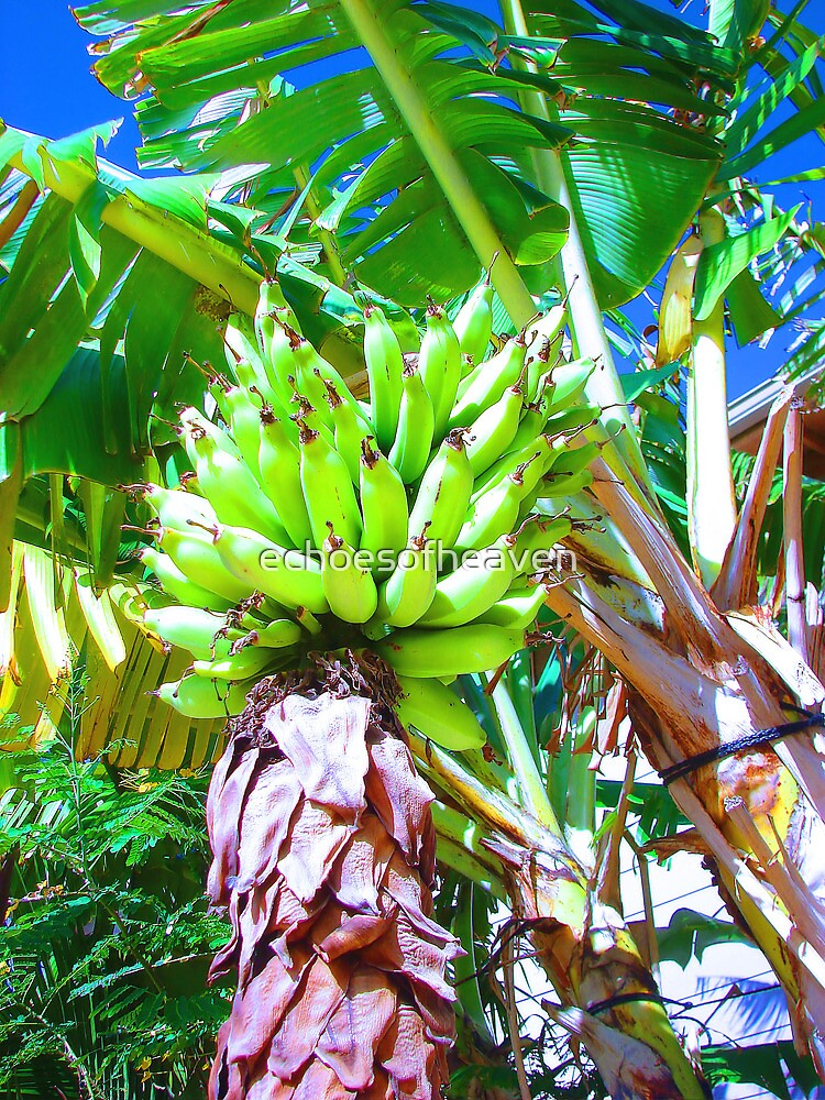 ""Hawaii Bannana Tree" by Carter L. Shepard" by echoesofheaven | Redbubble