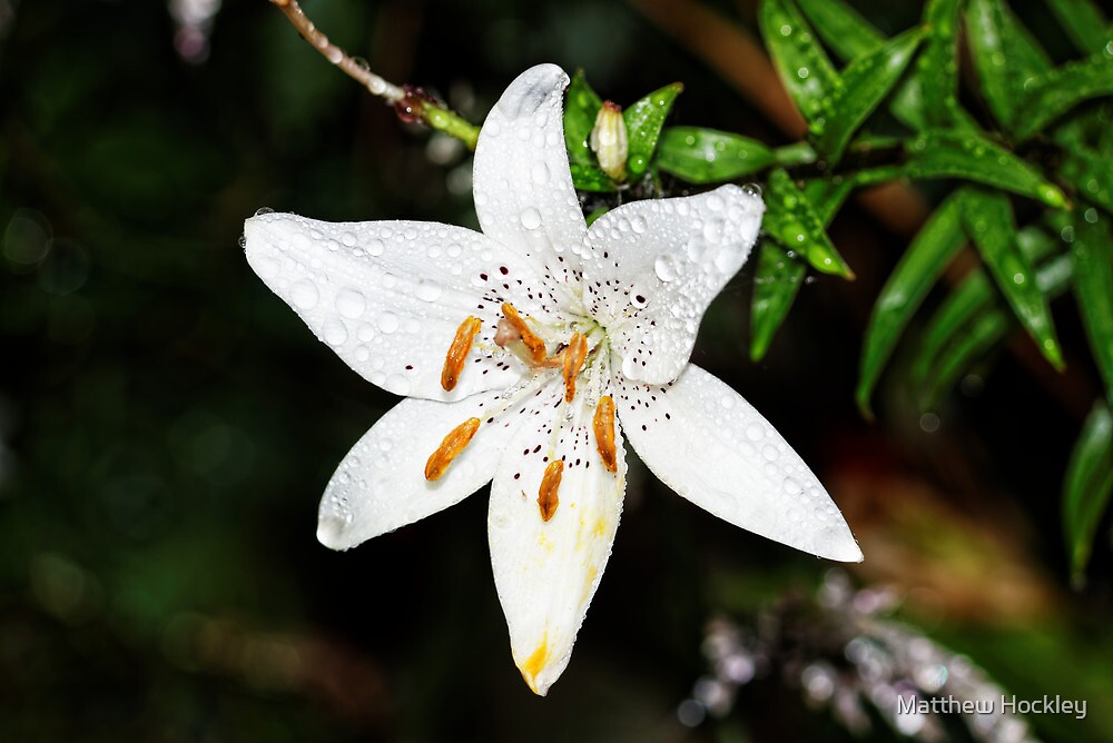 "Asiatic Lily, Tiger Lily 'White Tiger' (Lilium) flower" by Matthew ...