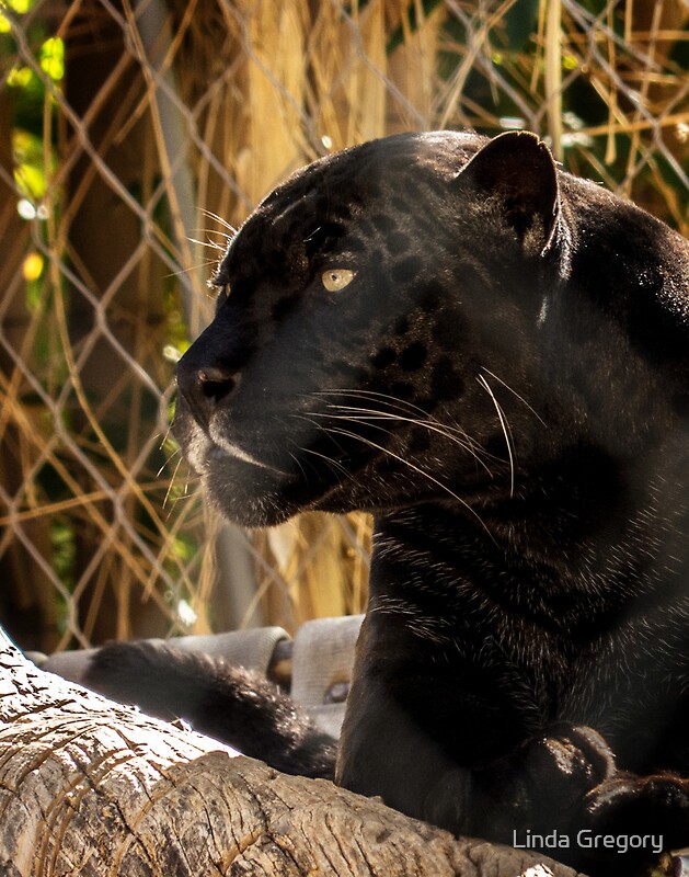 "Black Leopard" by Linda Gregory | Redbubble