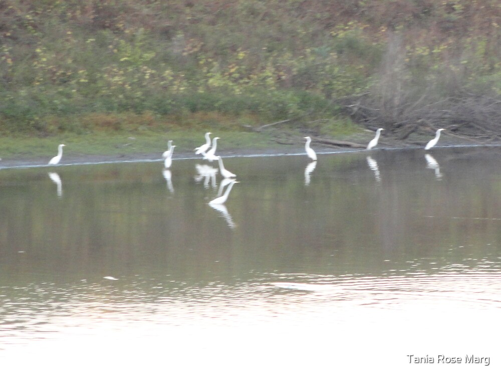 "Egrets, Kaskaskia Bell State Park, Kaskaskia IL" by Tania Rose Marg ...