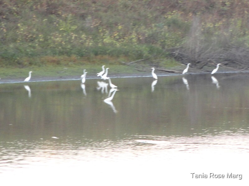 "Egrets, Kaskaskia Bell State Park, Kaskaskia IL" by Tania Rose Marg ...