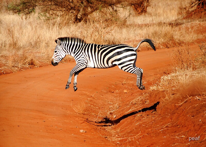 "Jumping Zebra" by peaf | Redbubble