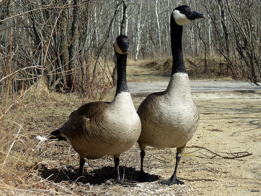 "Pair of Canada Geese Walking Down a Path" by rhamm | Redbubble