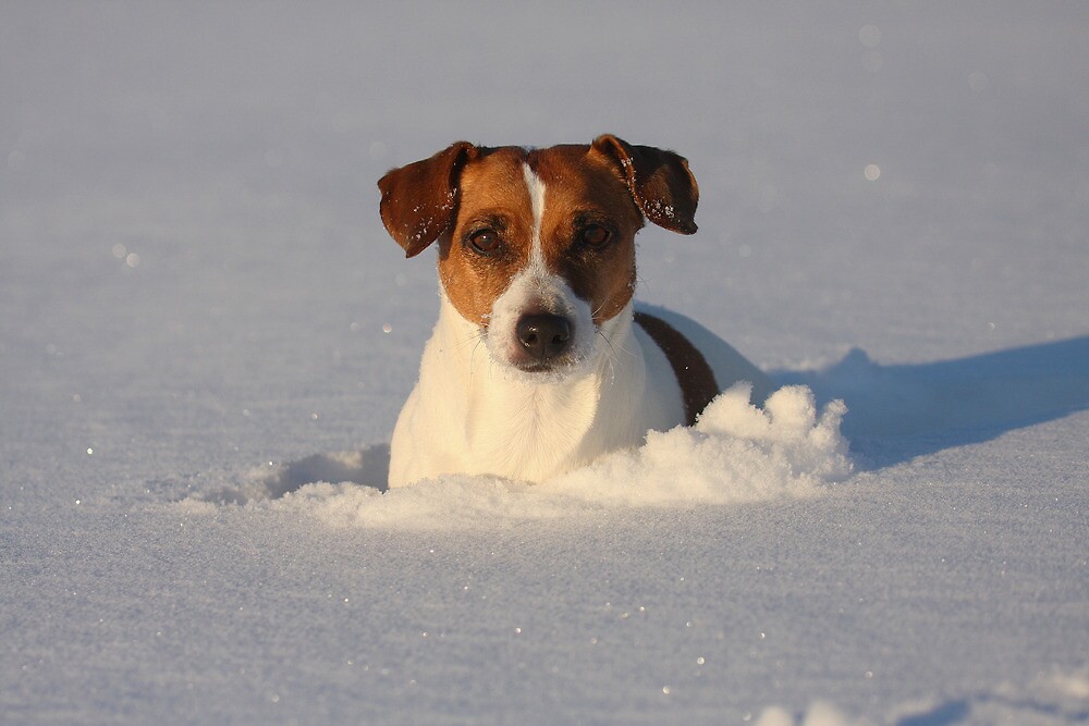 "er mer gerd its sner" by CarsonPhoto | Redbubble