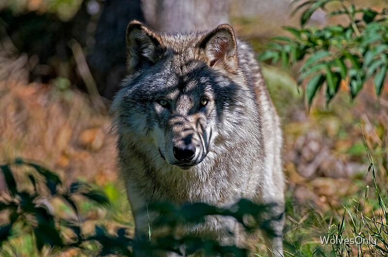 "Timber Wolf" by WolvesOnly | Redbubble