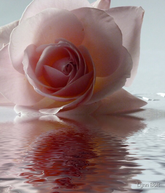 "Pink Rose Reflected" by Lynn Bolt | Redbubble