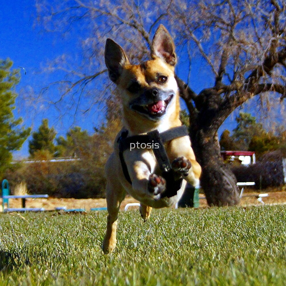 "Cute Dog Running" by ptosis | Redbubble
