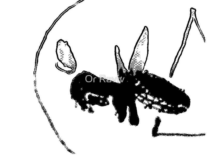 "filthy rabbit" by Or Raviv | Redbubble