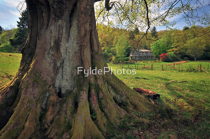 "The Old Oak Tree, Grasmere" by FyldePhotos | Redbubble