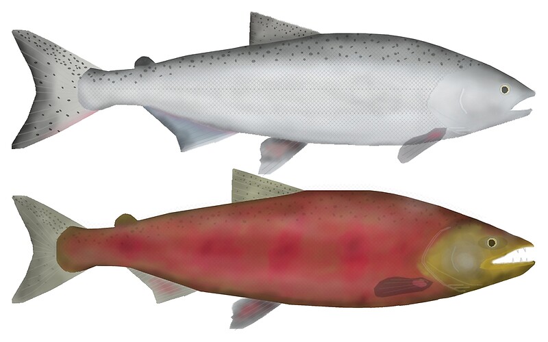 "Chinook (King) Salmon Ocean and Spawn Phases" by fishfolkart | Redbubble