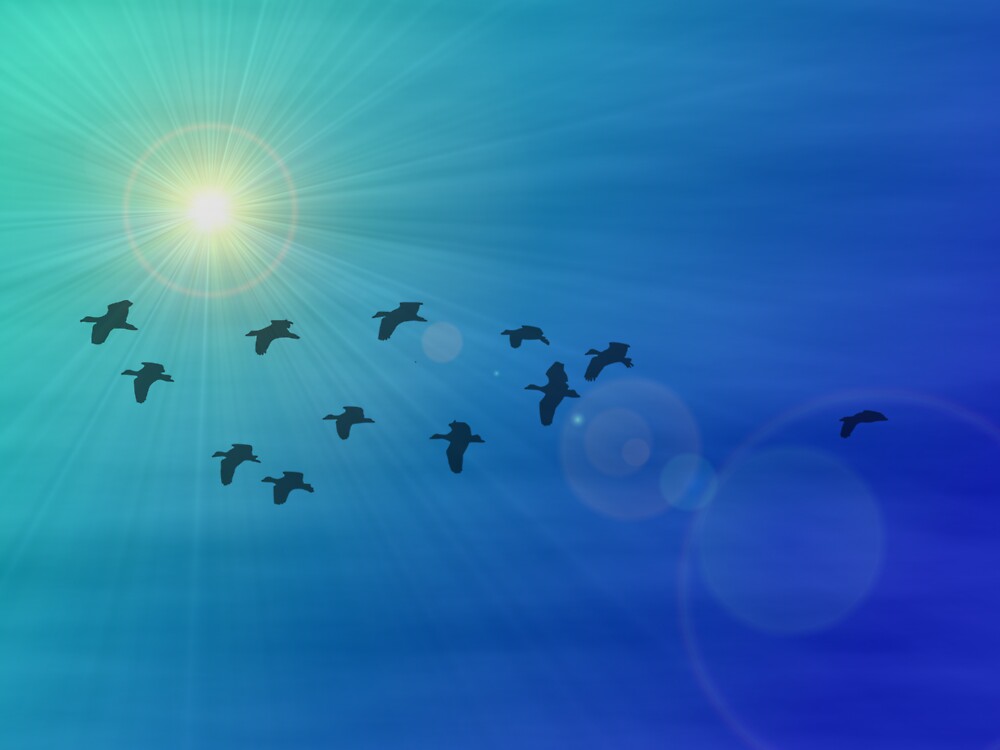 "Flock of birds in a sunny sky" by lucid-reality | Redbubble