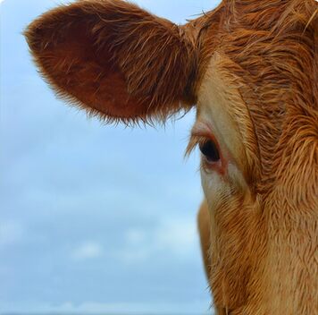 "Half Cow Face" Canvas Prints by Alex Wagner | Redbubble