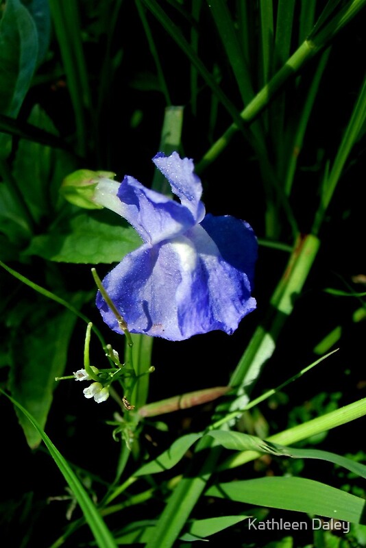 "Blue Monkey Flower" by Kathleen Daley | Redbubble