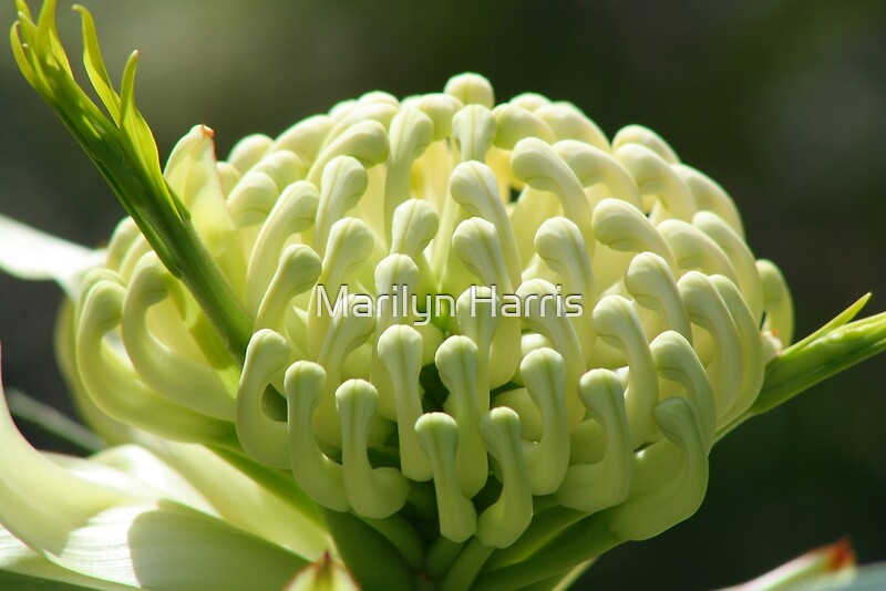 "White Waratah - Telopea speciosissima 'Wirrimbirra White'" by Marilyn ...