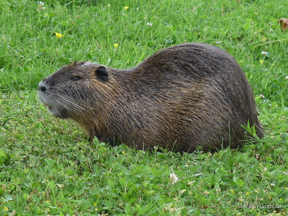 "KOIPU" by Marilyn Grimble | Redbubble