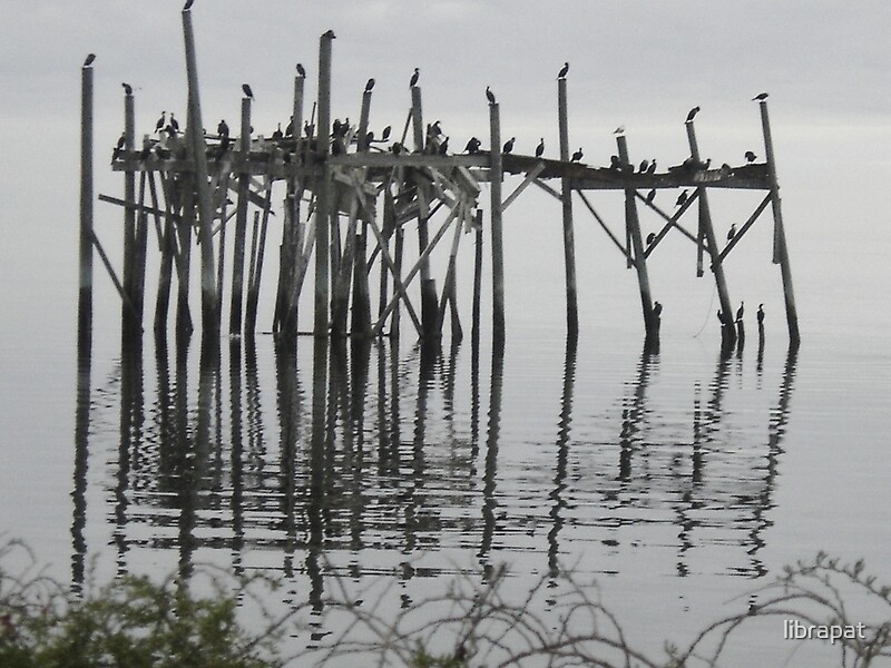 "Cedar Key Florida Birds Resting" by librapat | Redbubble