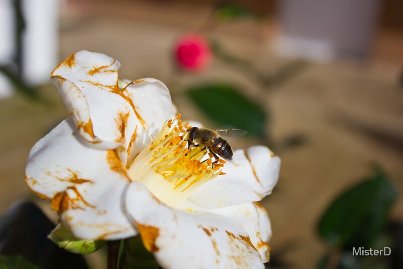 "Pollination - we're lost without it!" by MisterD | Redbubble
