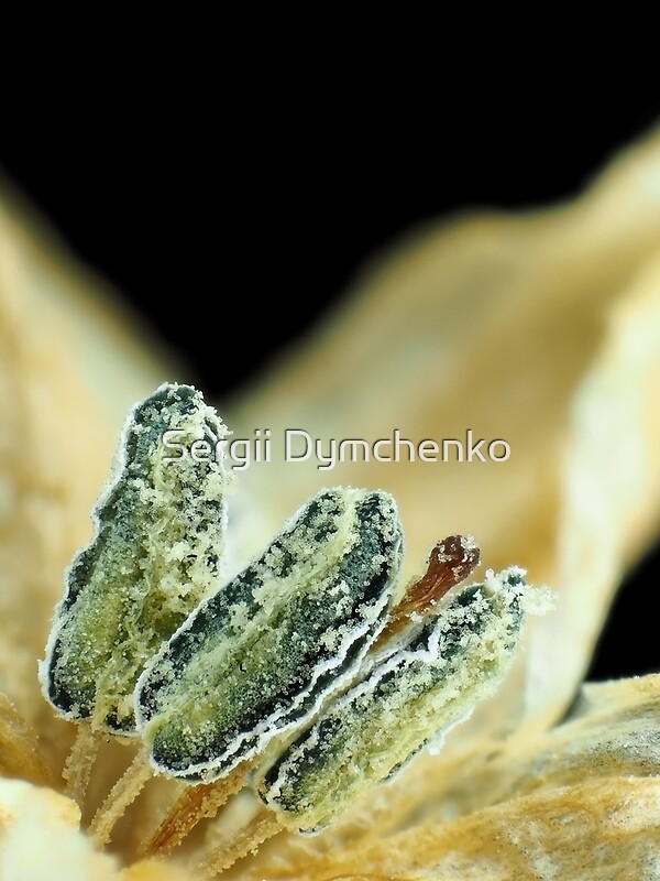 "Hot chili pepper flower under the microscope" by Sergii Dymchenko ...