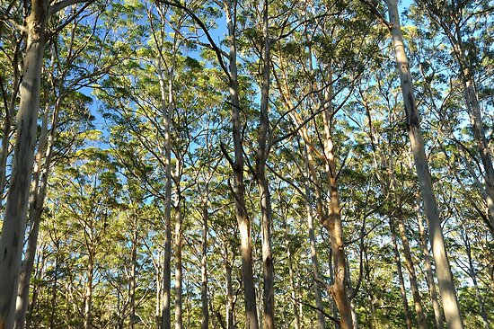 "Karri Flower and Buds" by metriognome | Redbubble