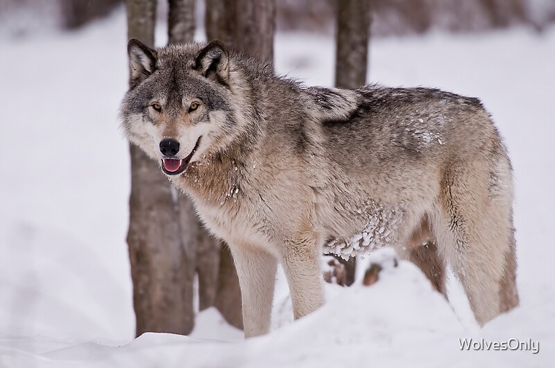 "Timber Wolf" by WolvesOnly | Redbubble