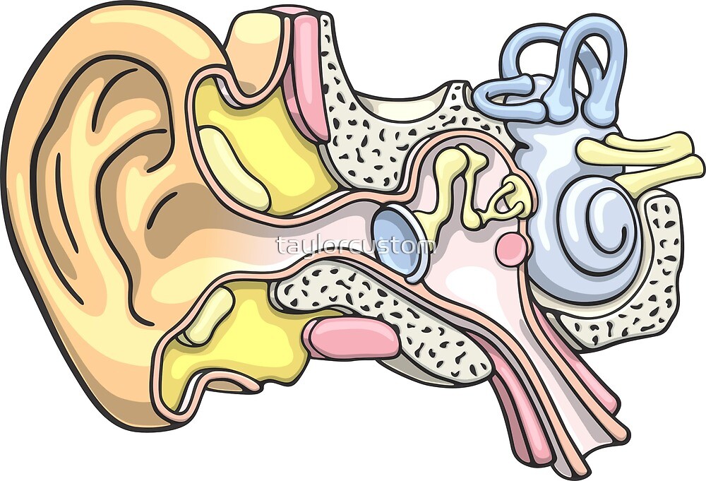 "Human Inner Ear Anatomy Illustration" by taylorcustom | Redbubble