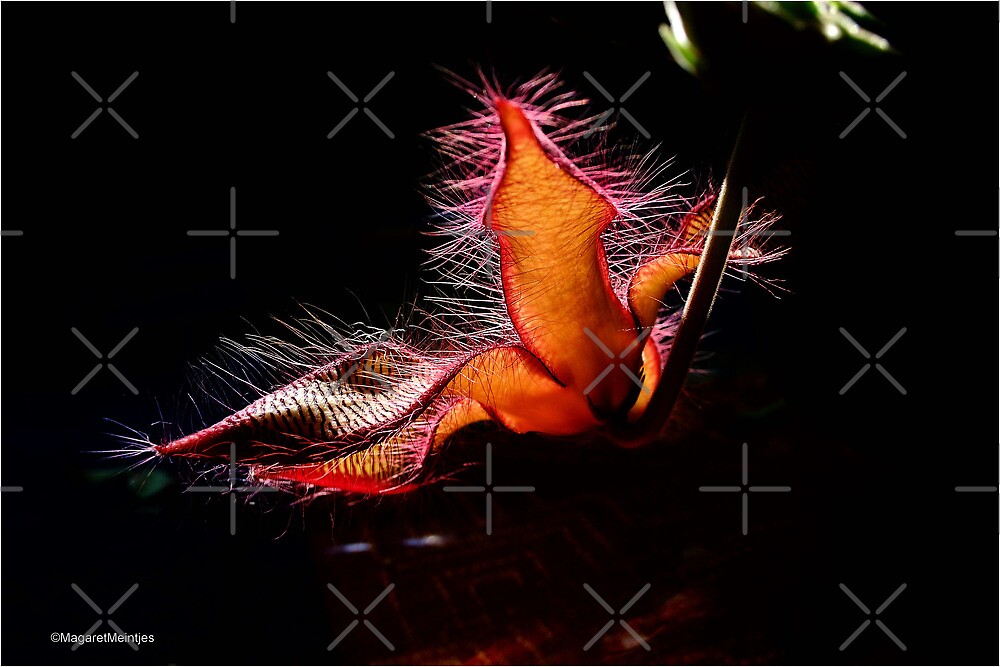 "STAPELIA GIGANTEA - Giant carrion flower - REUSE AASBLOM" by Magriet ...